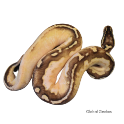 Royal Python Morphs | GlobalGeckos.co.uk